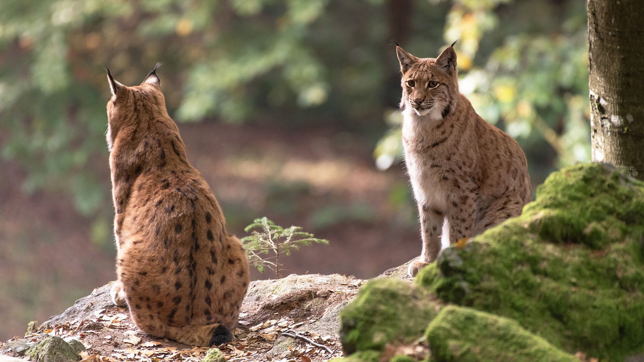 Millerton Lake Nat. Photo Club
